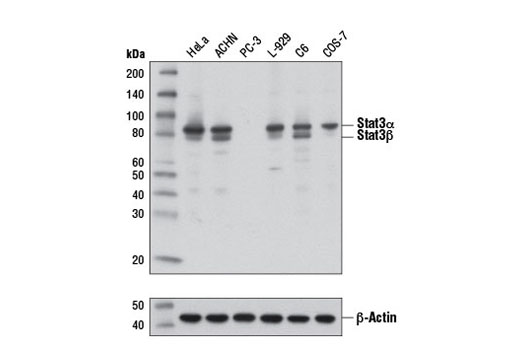 CST - PhosphoPlus® Stat3 (Tyr705) Antibody Duet