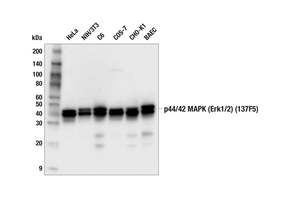 MAPK Family Antibody Sampler Kit | Cell Signaling Technology