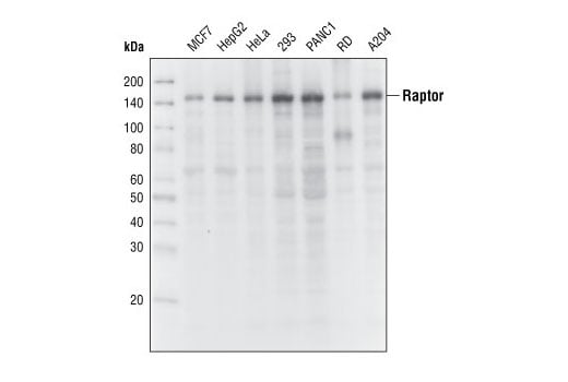 Raptor (24C12) Rabbit mAb | Cell Signaling Technology