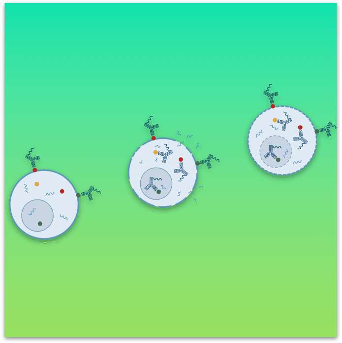 Antibodies, Reagents, Proteomics, Kits and Consumables | Cell Signaling Technology
