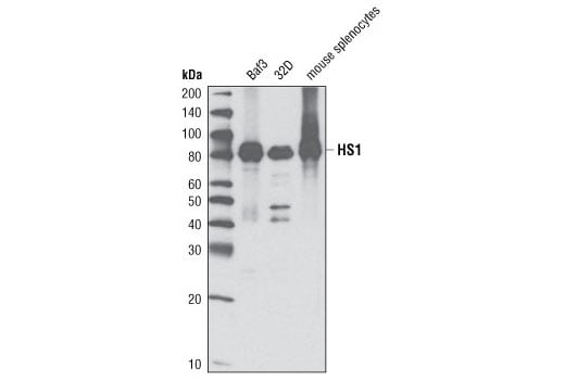 HS1 (D5A9) XP® Rabbit mAb (BSA and Azide Free) | Cell Signaling Technology