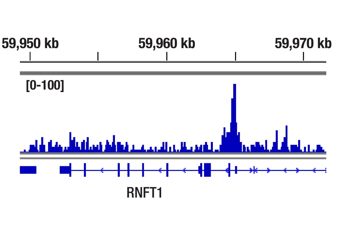 Phospho-Estrogen Receptor α (Ser167) (D5W3Z) Rabbit mAb (ChIP ...