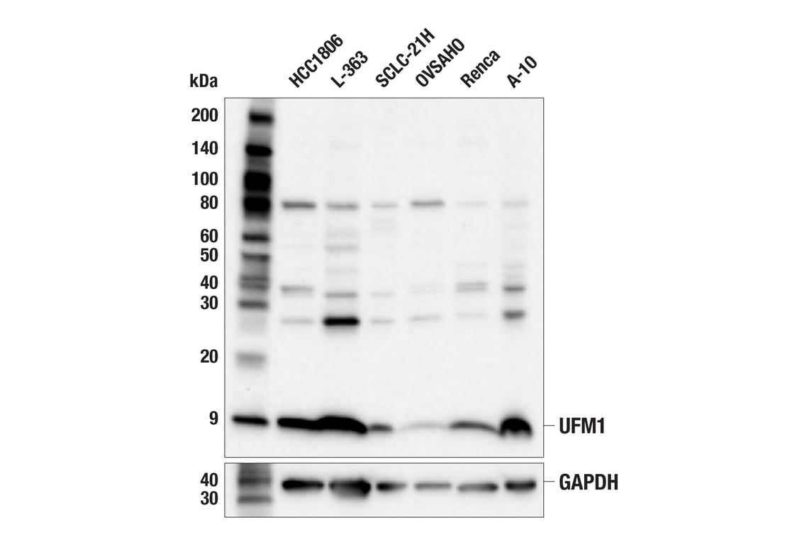 UFM1 (F9J1A) Rabbit mAb | Cell Signaling Technology