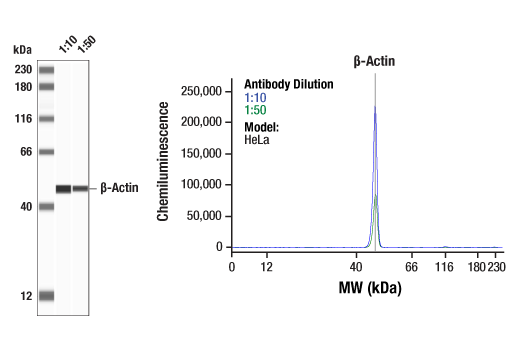 β-Actin (13E5) Rabbit mAb (#4970) Datasheet With Images | Cell ...