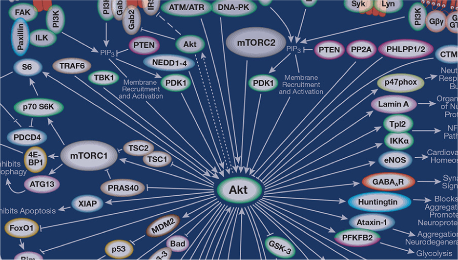 Antibodies, Reagents, Proteomics, Kits and Consumables | Cell Signaling Technology