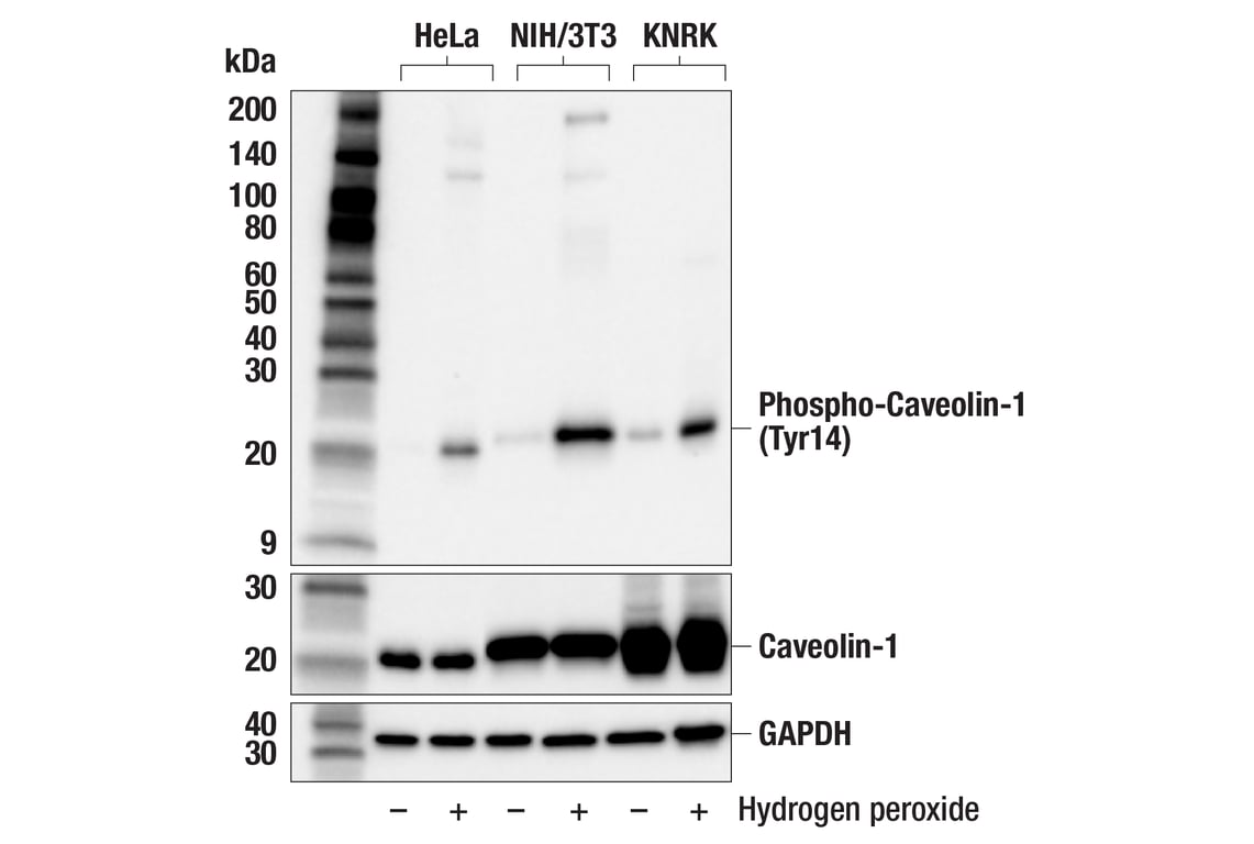 Phospho-Caveolin-1 (Tyr14) (F2Q7Y) Rabbit mAb | Cell Signaling Technology