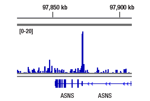 ATF-4 (D4B8) Rabbit mAb (#11815) Datasheet With Images | Cell Signaling ...