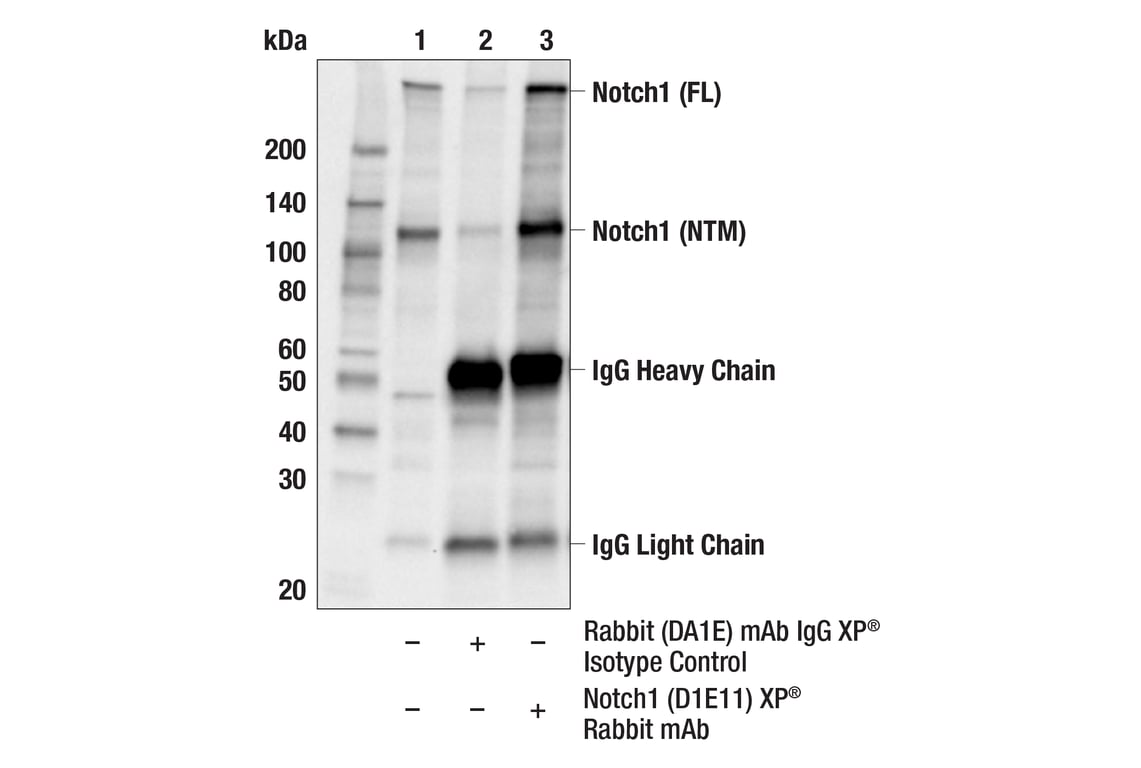 PhosphoPlus® Notch1 (Cleaved, Val1744) Antibody Duet (#8216) Datasheet With Images | Cell ...