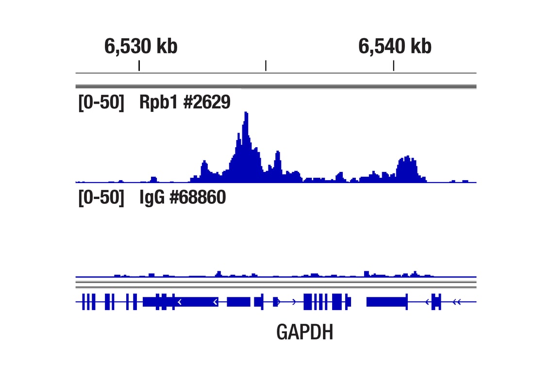 Normal Mouse IgG | Cell Signaling Technology
