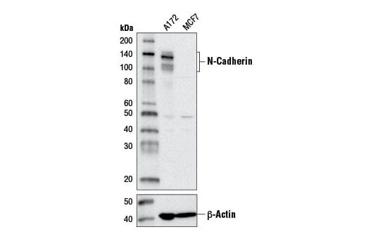 Plasma Membrane Marker Antibody Sampler Kit | Cell Signaling Technology