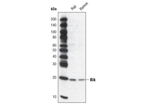 Bik Antibody | Cell Signaling Technology