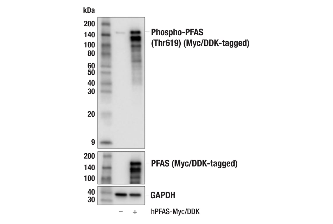 Phospho-PFAS (Thr619) (F1L7L) Rabbit mAb (#75628) Datasheet With Images | Cell Signaling Technology