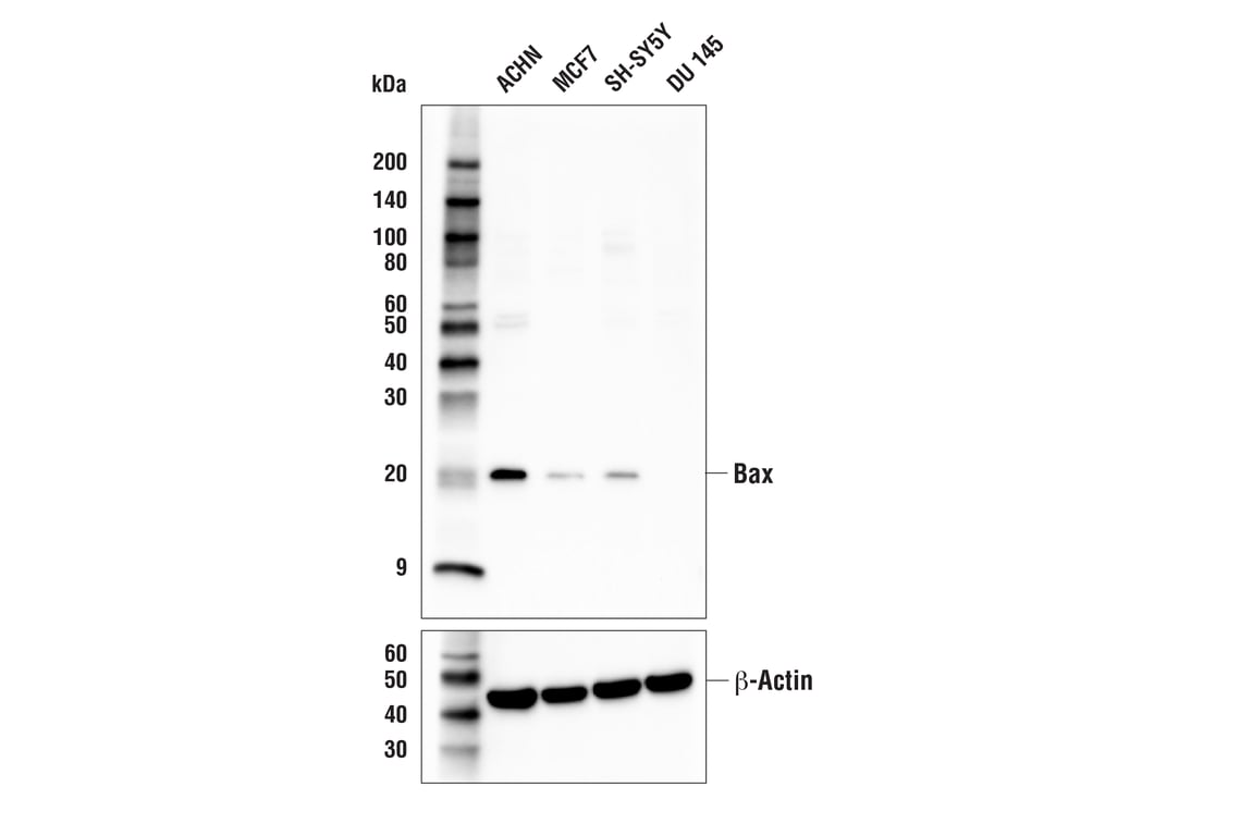Bax (2D2) Mouse mAb | Cell Signaling Technology