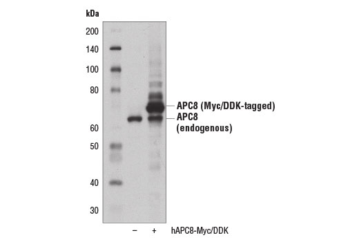 APC8 Antibody (#14185) Datasheet With Images | Cell Signaling Technology