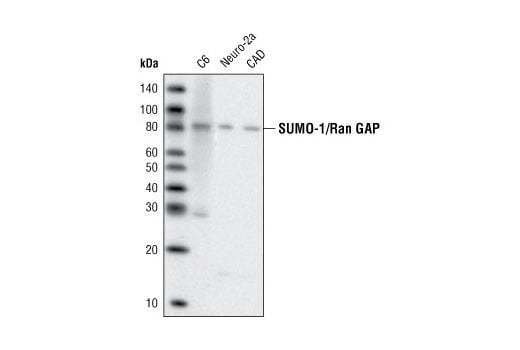 SUMO-1 (2A12) Mouse Monoclonal Antibody (#5718) Datasheet With Images ...