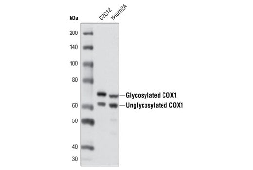 Cox1 Antibody | Cell Signaling Technology