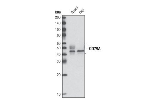 CD79A Antibody | Cell Signaling Technology