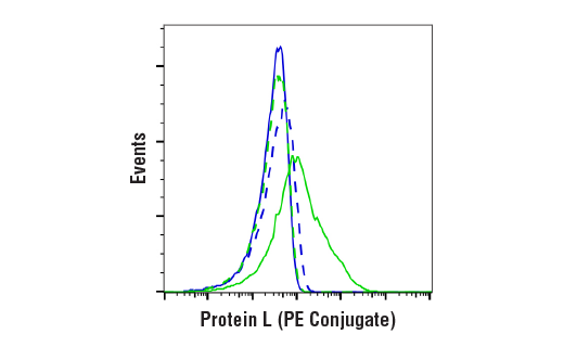 Protein L (PE Conjugate) (#58036) Datasheet With Images | Cell ...