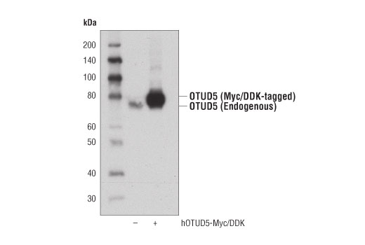 OTUD5 Antibody (#20075) Datasheet With Images | Cell Signaling Technology