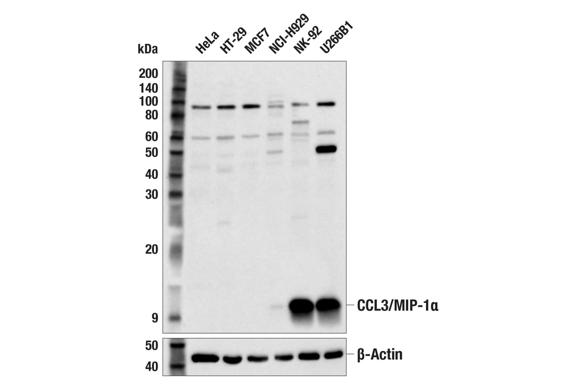 CCL3/MIP-1α (F3I3P) Rabbit mAb | Cell Signaling Technology
