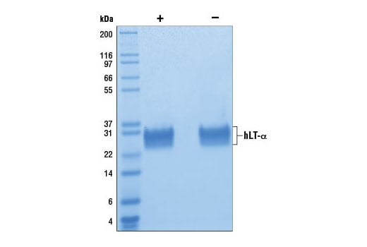 Human Lymphotoxin-α/TNF-β/TNFSF1 (hLT-α) (#8230) Datasheet With Images ...