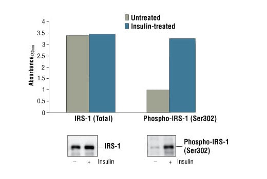PathScan® Phospho-IRS-1 (Ser302) Sandwich ELISA Kit (#7283) Datasheet With Images | Cell ...