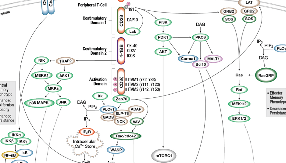 Antibodies, Reagents, Proteomics, Kits and Consumables | Cell Signaling Technology