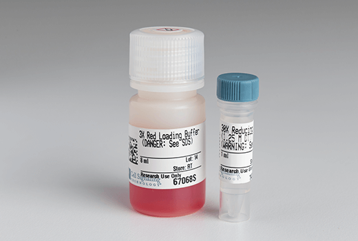 Red Loading Buffer Pack | Cell Signaling Technology