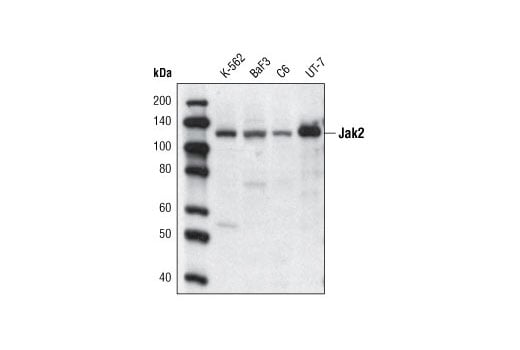 Jak2 (D2E12) XP® Rabbit mAb (Biotinylated) | Cell Signaling Technology