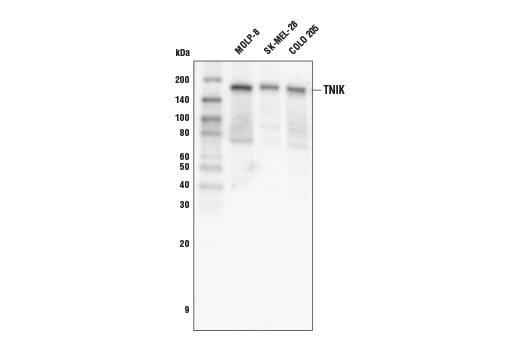 TNIK Antibody | Cell Signaling Technology