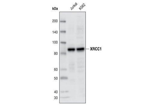 XRCC1 Antibody | Cell Signaling Technology
