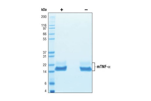 Mouse Tumor Necrosis Factor-α (mTNF-α) (#5178) Datasheet With Images ...
