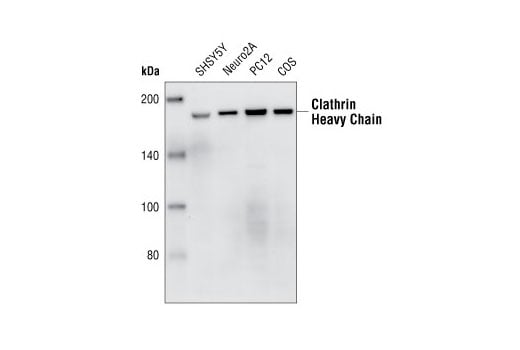 Clathrin Heavy Chain (P1663) Antibody | Cell Signaling Technology