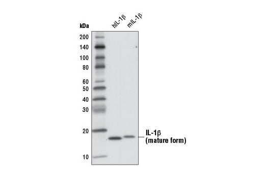 IL-1β (3A6) Mouse mAb (#12242) Datasheet With Images | Cell Signaling Technology