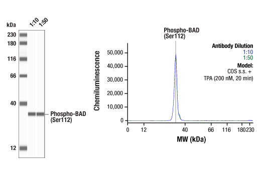 PhosphoPlus® Bad (Ser112) Antibody Duet (#8223) Datasheet With Images | Cell Signaling Technology