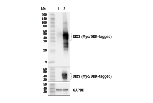 SIX3 (E8T1Y) Rabbit mAb (#25912) Datasheet With Images | Cell Signaling ...