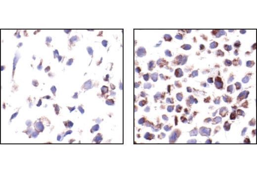 PhosphoPlus® Bad (Ser112) Antibody Duet (#8223) Datasheet With Images | Cell Signaling Technology