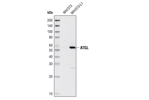 ATGL Antibody | Cell Signaling Technology