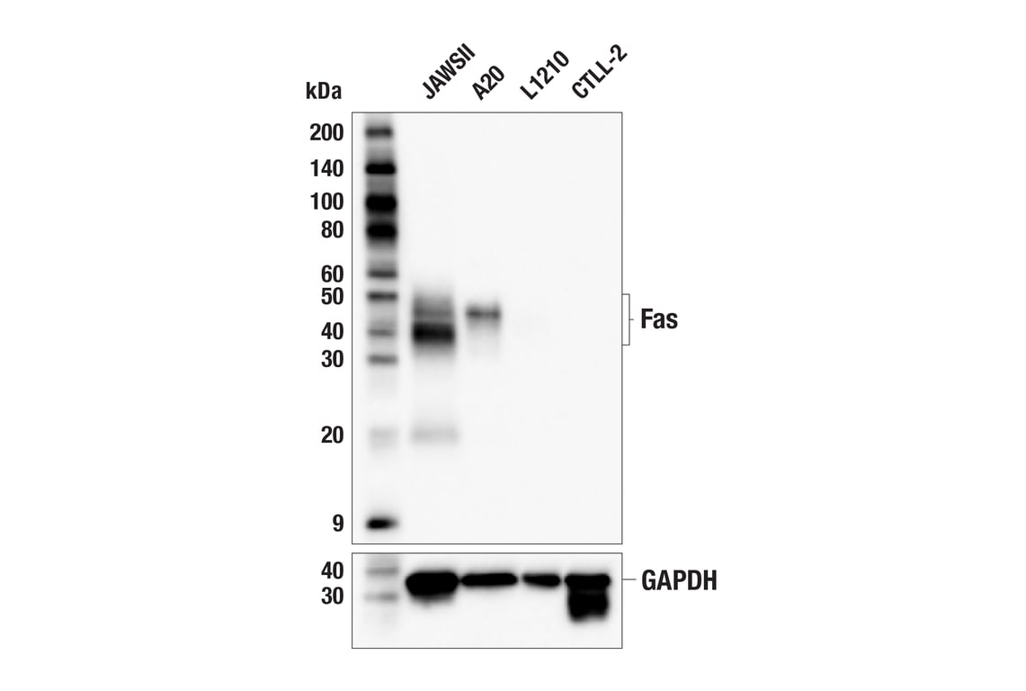 Fas (F7B6N) Rabbit mAb | Cell Signaling Technology