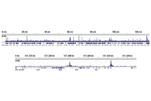 ATF-4 (D4B8) Rabbit mAb (#11815) Datasheet With Images | Cell Signaling ...