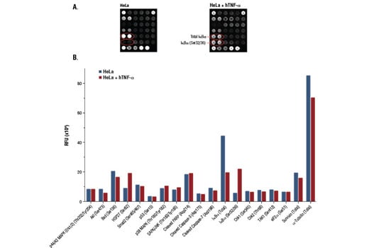 PathScan® Stress and Apoptosis Signaling Antibody Array Kit ...