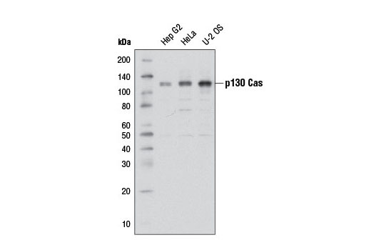 p130 Cas Antibody | Cell Signaling Technology