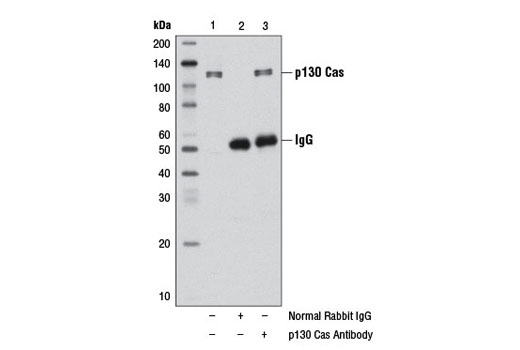 p130 Cas Antibody | Cell Signaling Technology