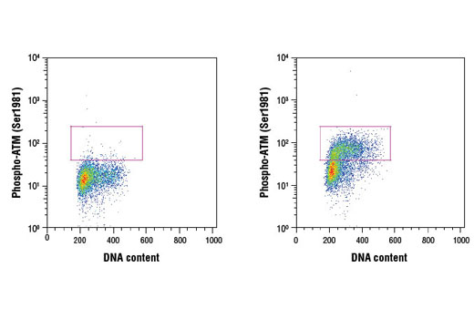 Phospho-ATM (Ser1981) (D25E5) Rabbit mAb | Cell Signaling Technology