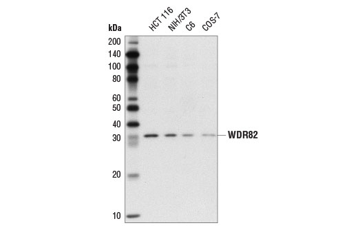 WDR82 Antibody | Cell Signaling Technology