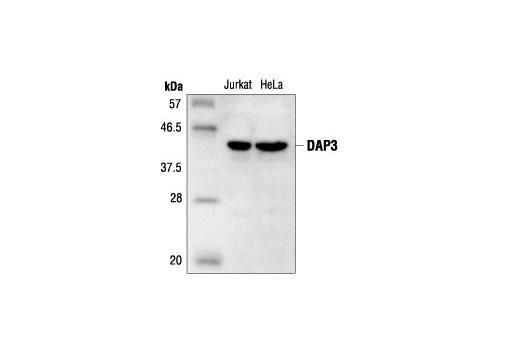DAP3 Antibody | Cell Signaling Technology