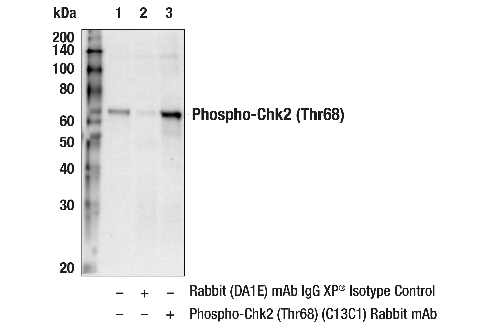 Phospho-Chk1/2 Antibody Sampler Kit (#9931) Datasheet With Images ...