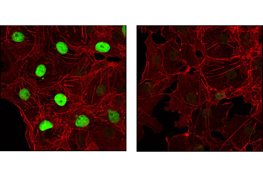 Myc-Tag Antibody | Cell Signaling Technology