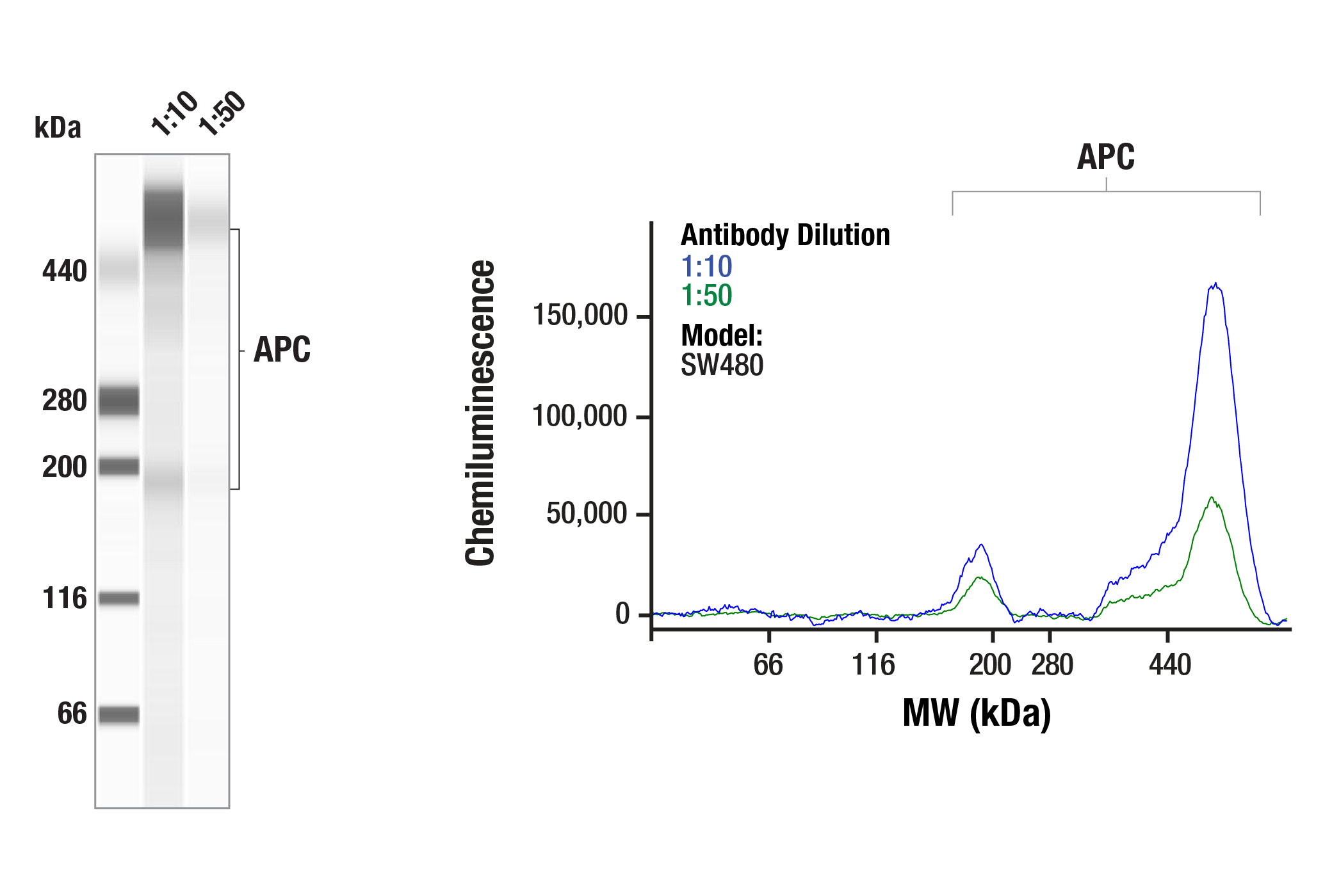 APC Antibody | Cell Signaling Technology