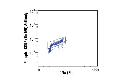 Phospho-CDK2 (Thr160) Antibody | Cell Signaling Technology